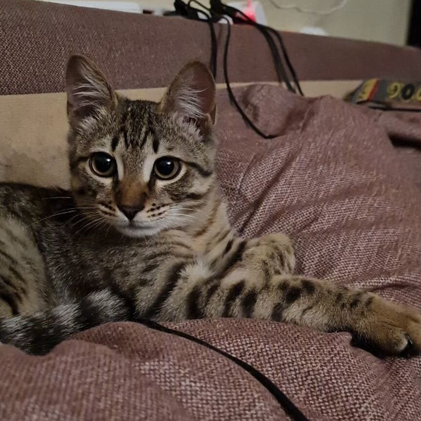 Красивый котенок мальчик в дар