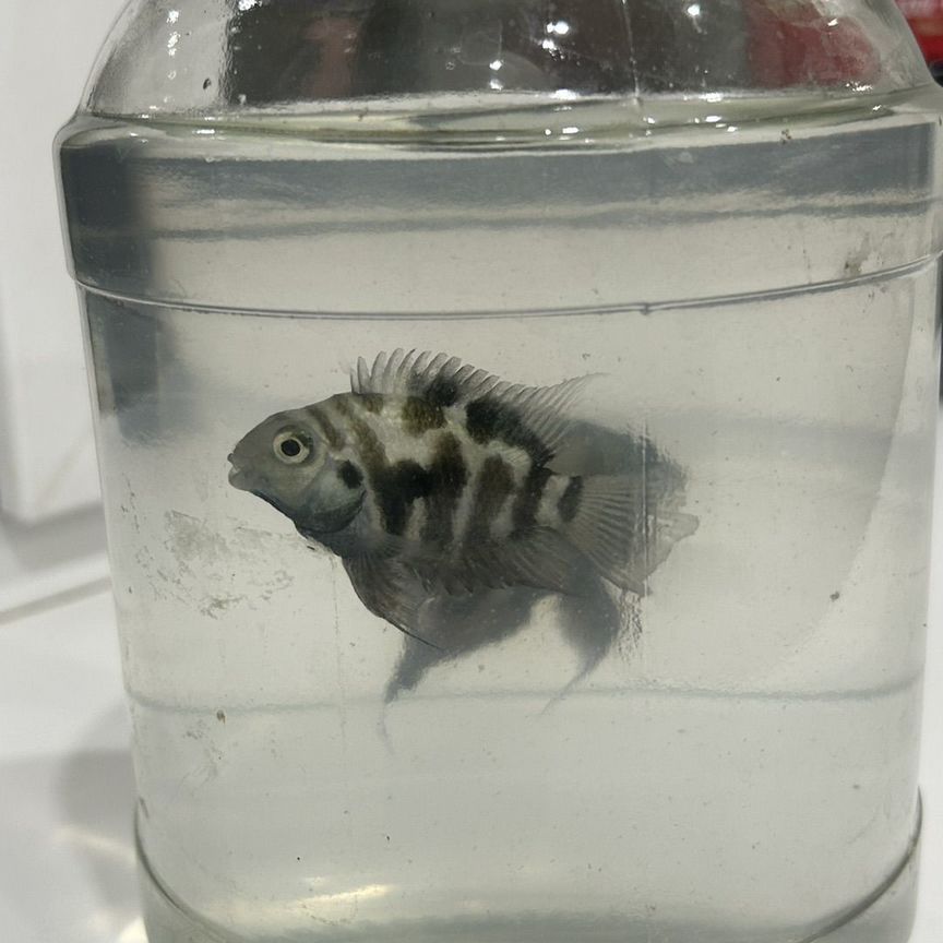 Отдам рыбок