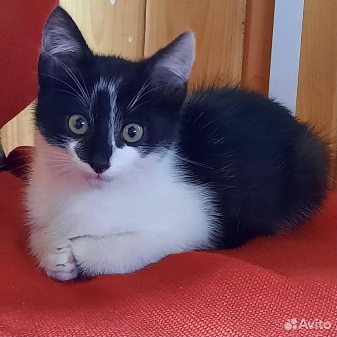 Чудесный котенок Вася 2 месяца в добрые руки