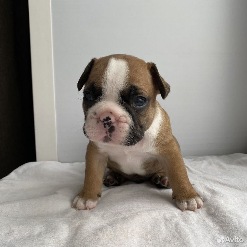 Фоанцузкий бульдог