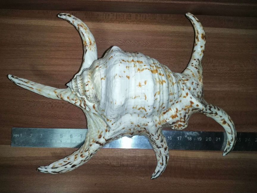 Морская раковина Лямбис Хирагра