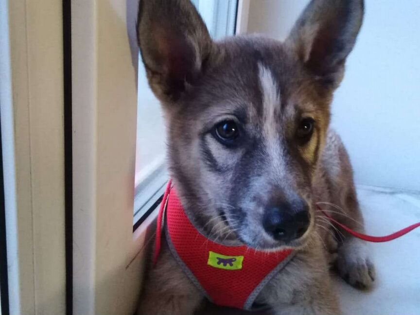 Отдам бесплатно,щенок метис