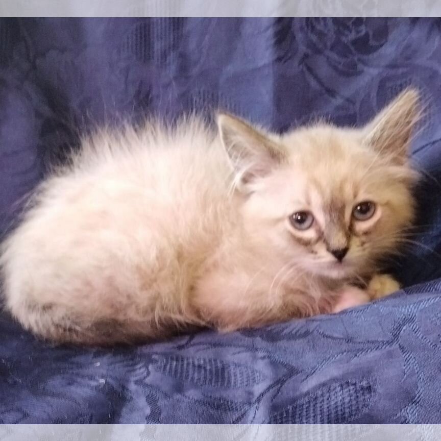 Сибирский котёнок