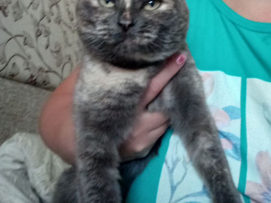 Шотландская кошка вязка