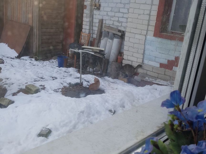 Рыжий котенок в добрые руки