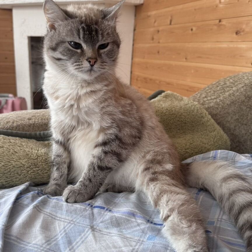 Тайская кошка, взрослая