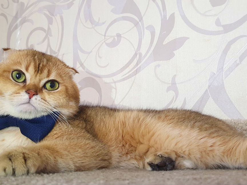 Вязка. Кот золотая шиншилла шотландская