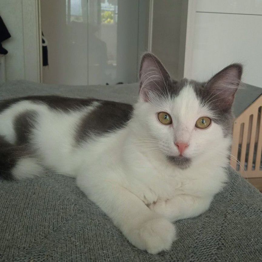 Котёнок девочка ищет дом