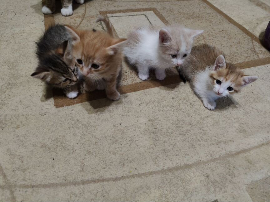 Котята