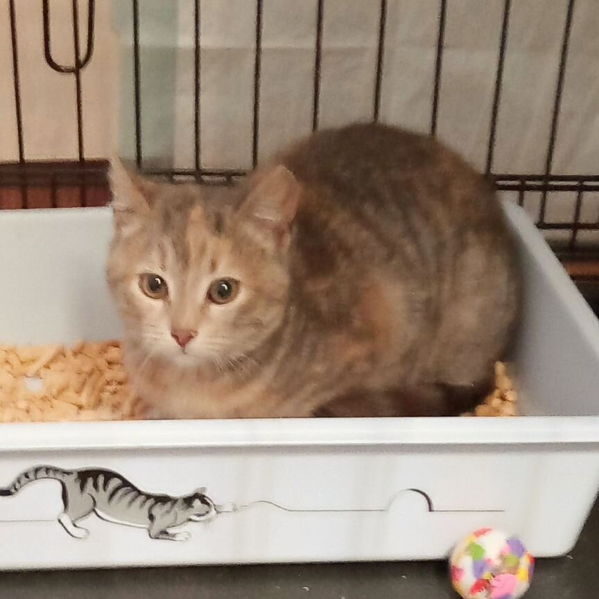 Котенок
