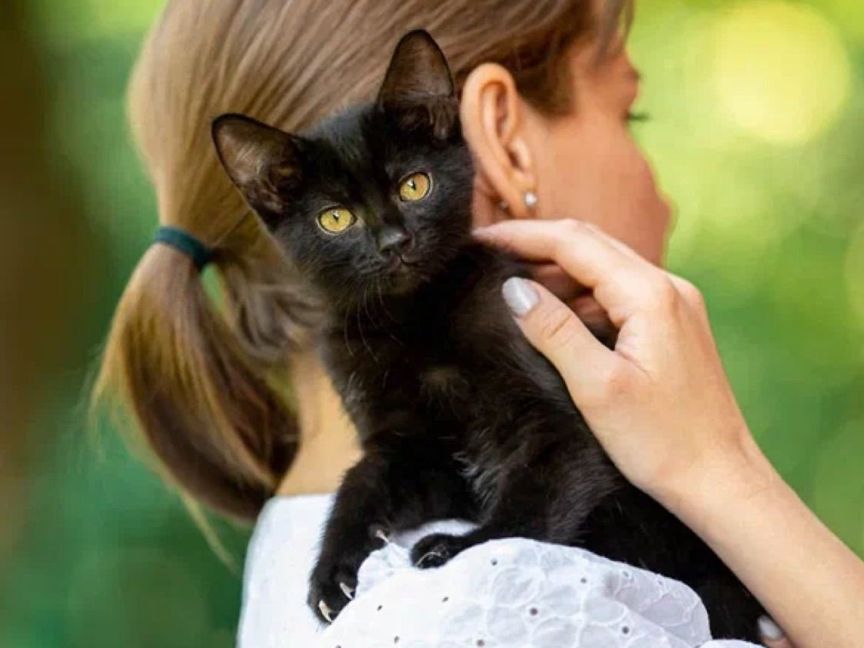 Котенок в добрые руки