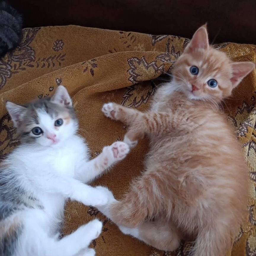 Котята в добрые руки
