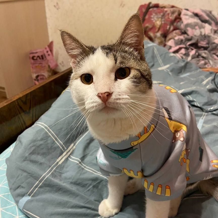 Отдаю кота