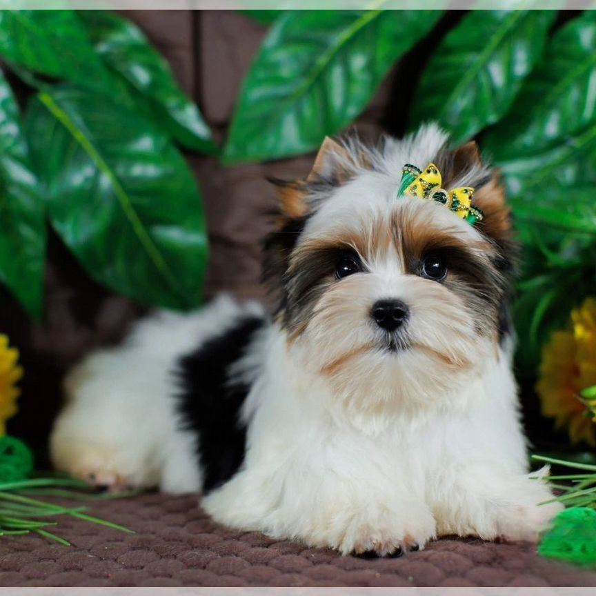 Бивер-йоркширский терьер, щенок