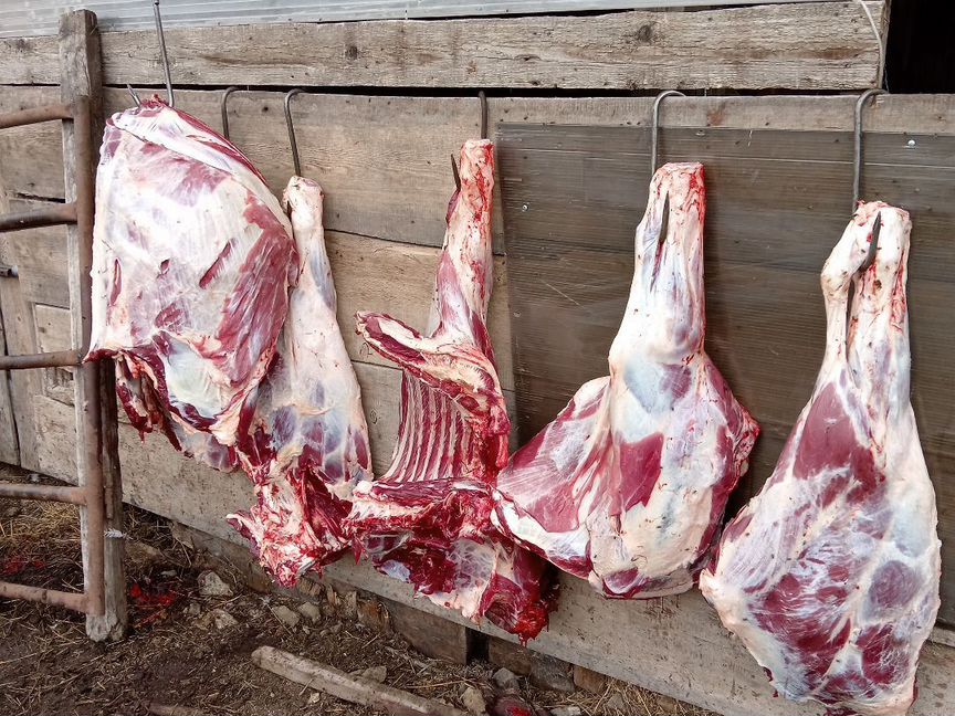 Продам сено в рулонах