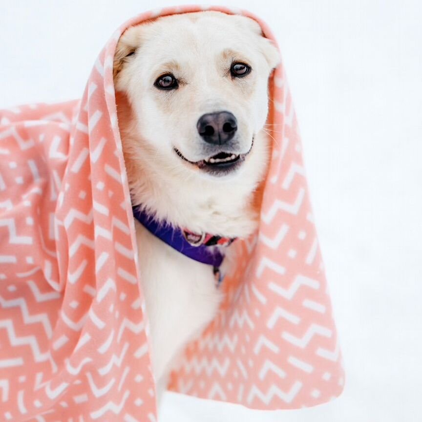 Красотка Лавида ищет дом