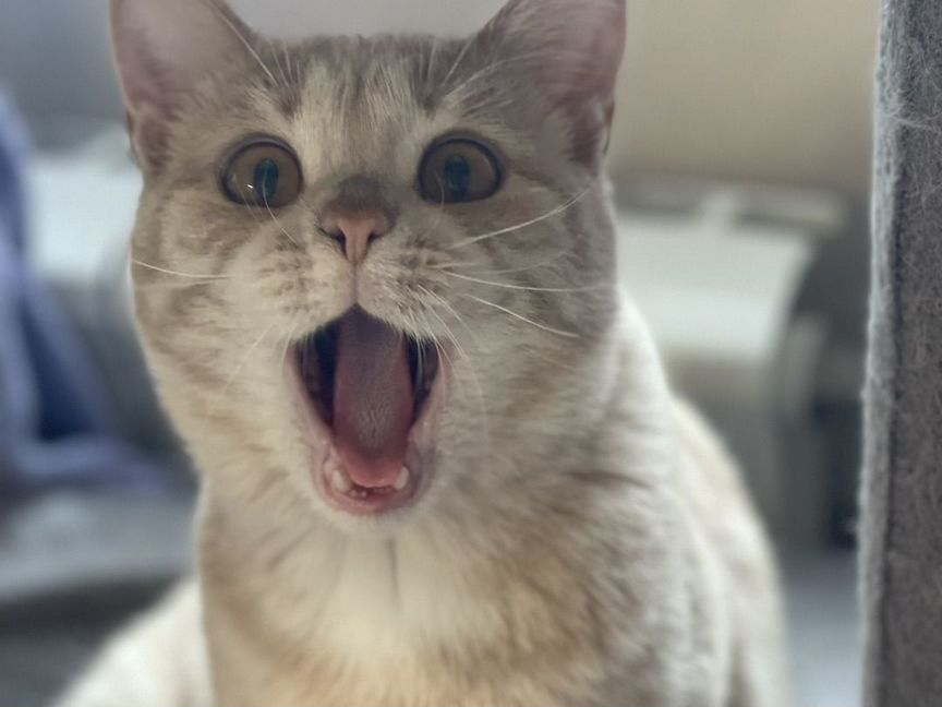 11мес котик из приюта изет дом