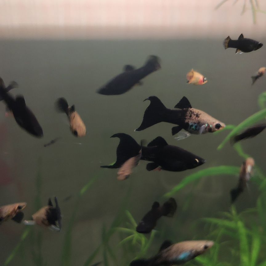 Моллинезия черная, жёлтая