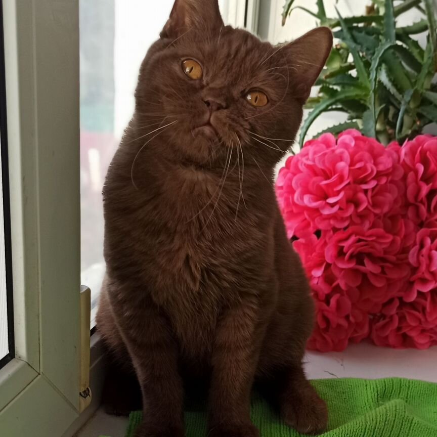 Котик -циннамон