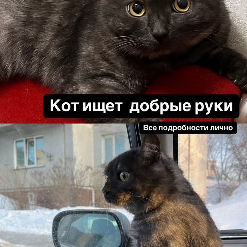 Кот в добрые руки