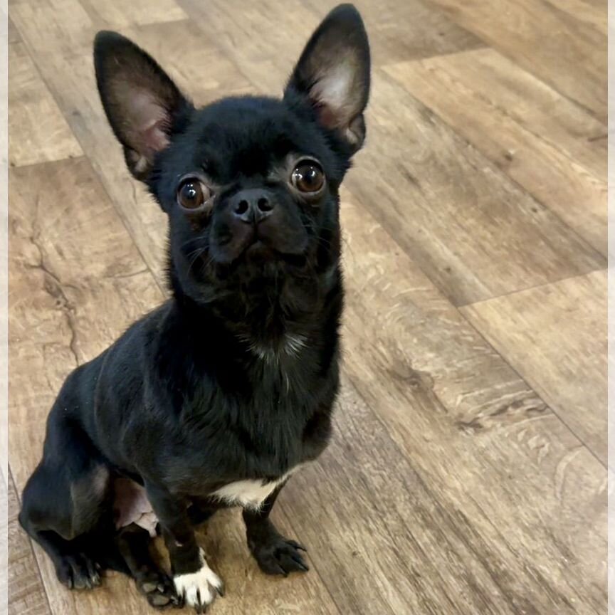 Чихуахуа, взрослая собака