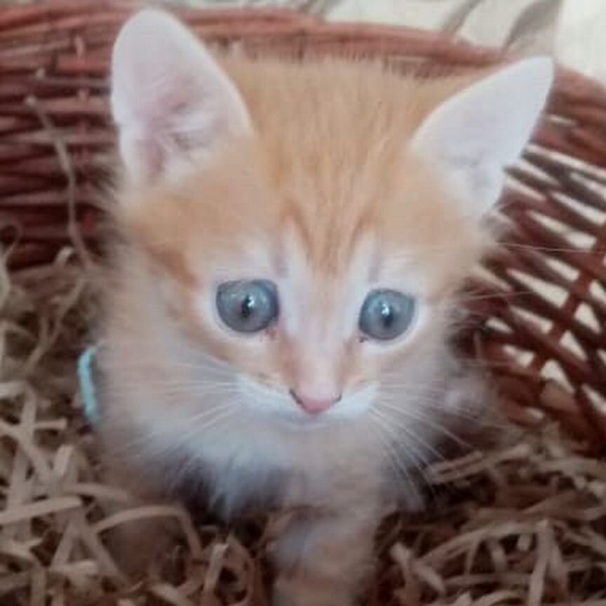 Отдам котенка в добрые руки