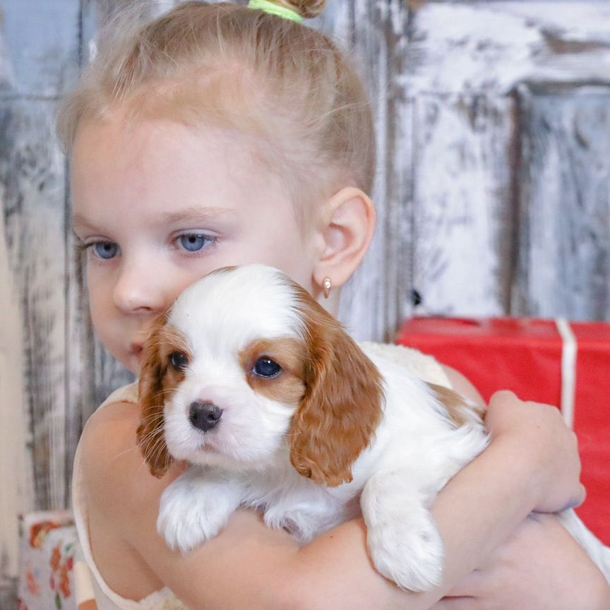 Щенки Кавалер кинг чарльз спаниель из питомника