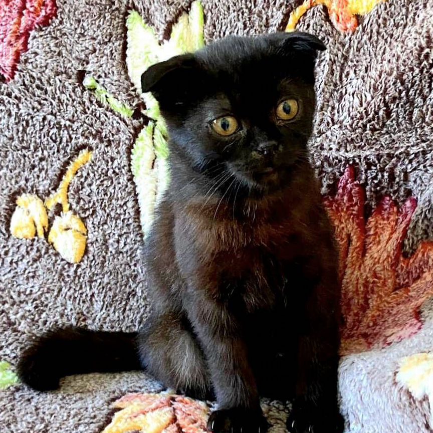 Коренная шотландка в дар