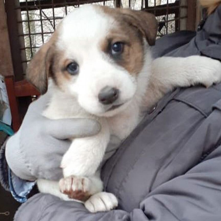 Щенки в беде