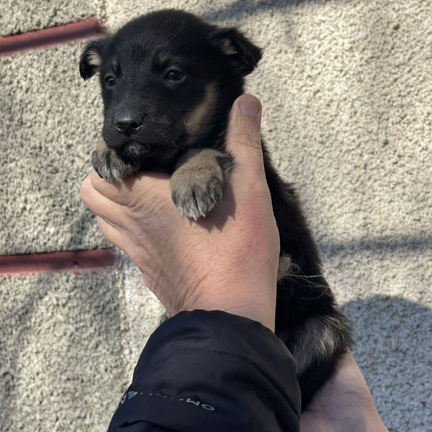 Отдадим щенков в добрые руки