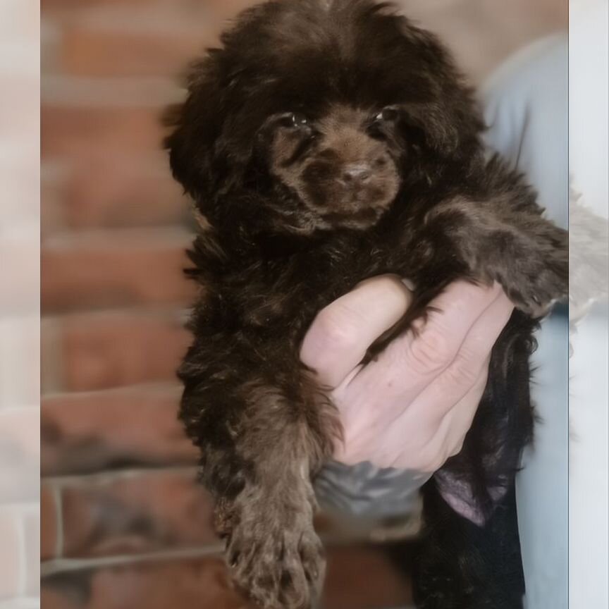 Той-пудель, щенок