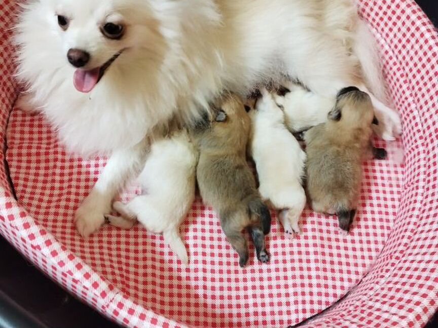 Щенки шпица бронь