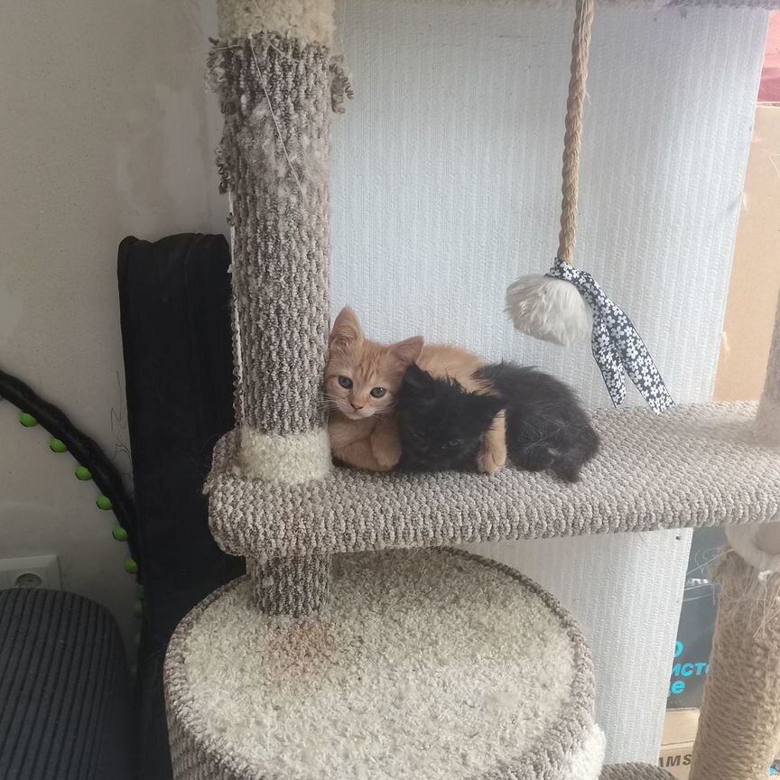 Милые котята бесплатно