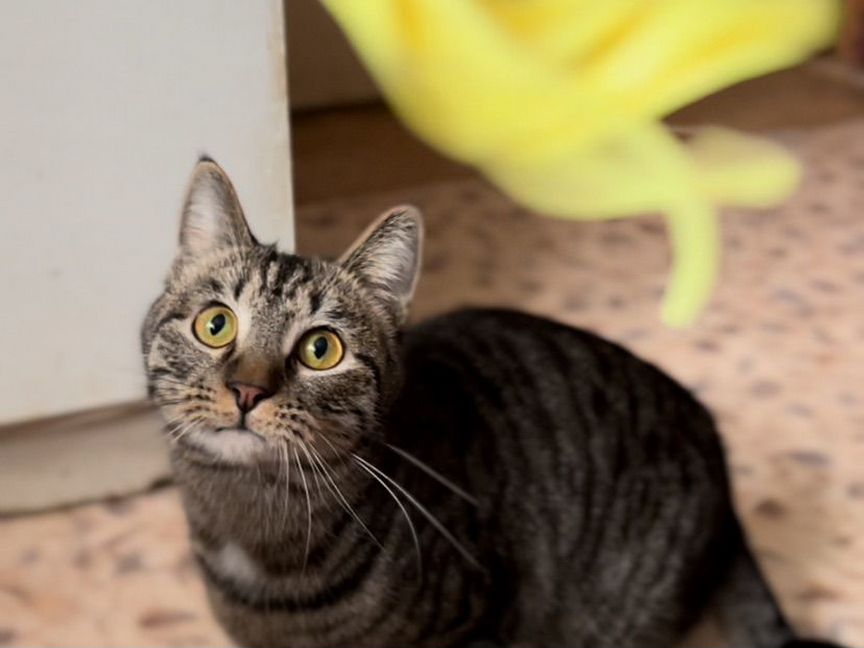 Кот мальчик (Приют Пушистики)