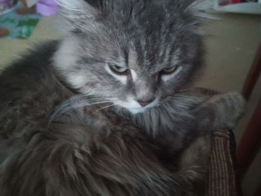 Отдам кота в добрые руки