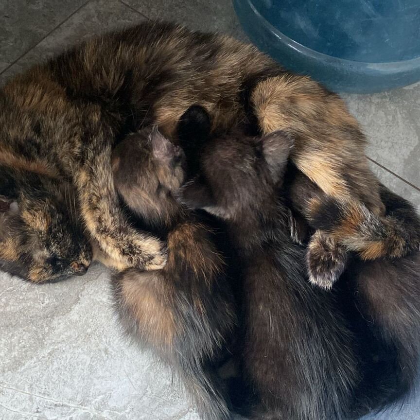 Котята в добрые руки