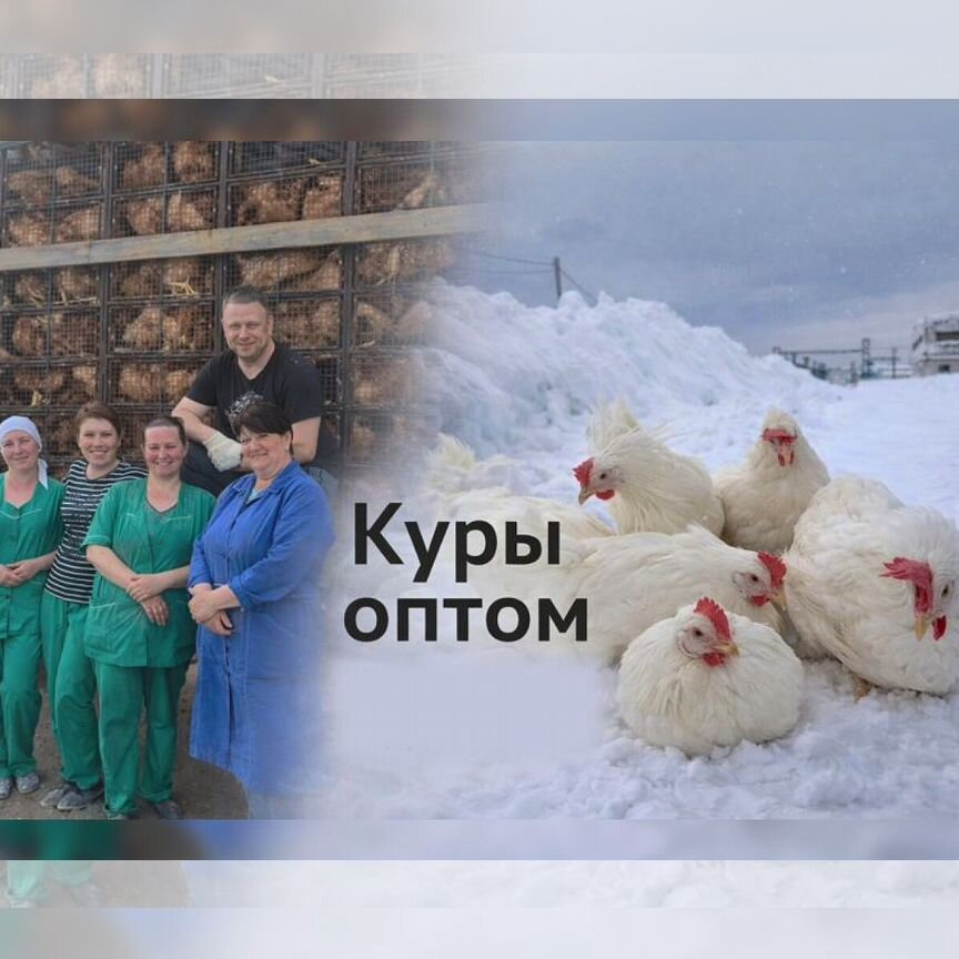 Перевозка птицы