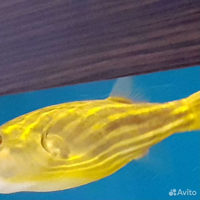 Тетрадон фатаха рыба шар