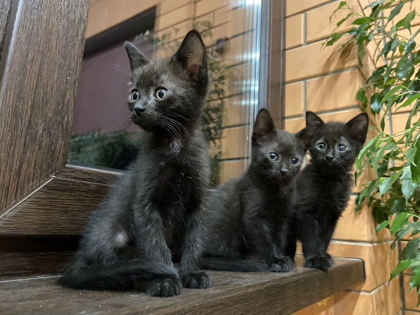 Котят отдам в добрые руки