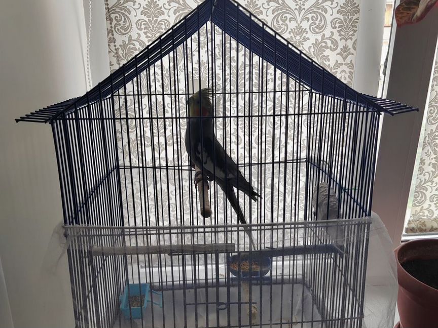 Попугай корелла