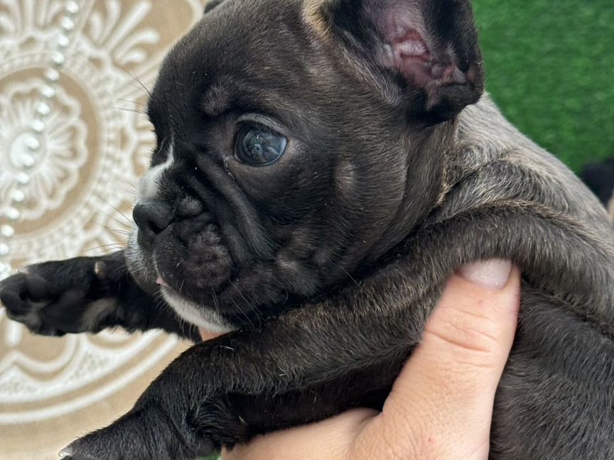 Продам мальчика Французкого бульдога