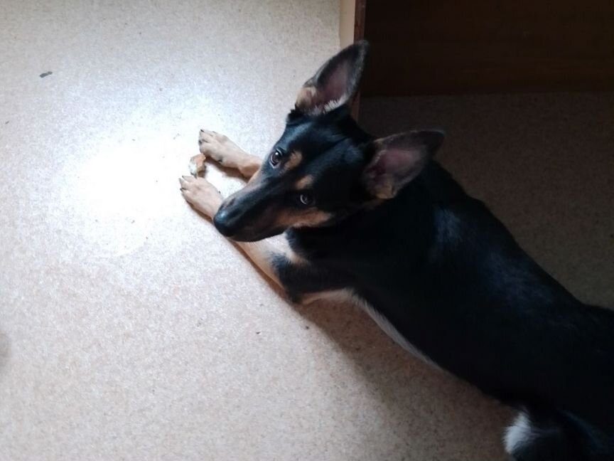 От дам собаку в добрые руки