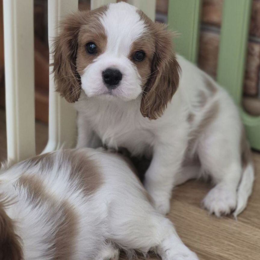 Кавалер кинг-чарльз-спаниель, щенок