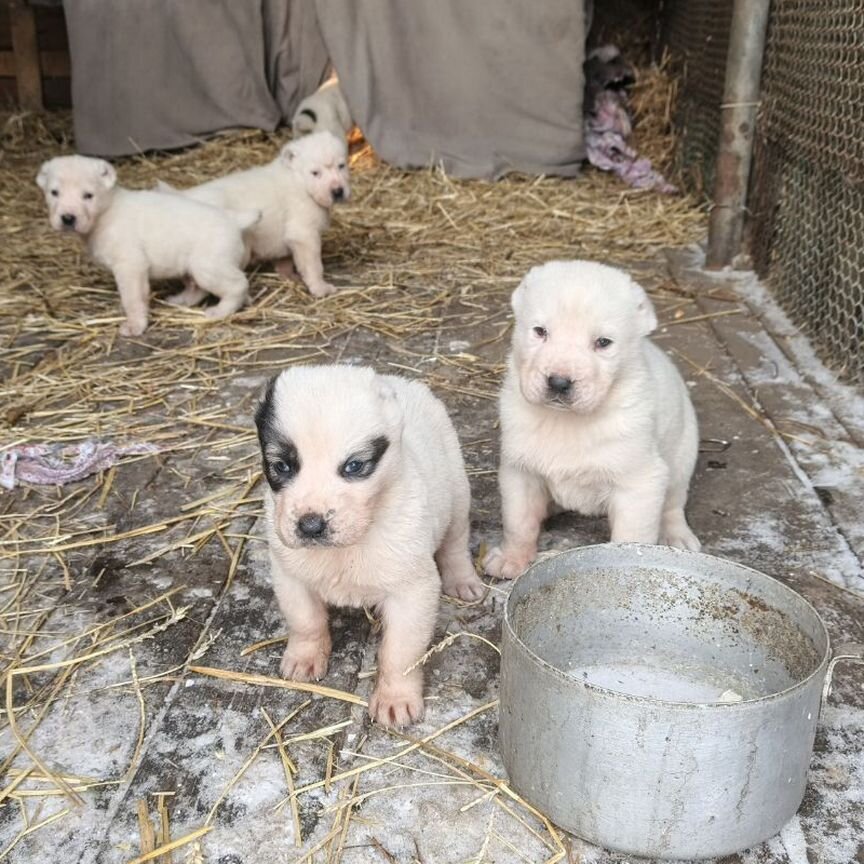 Среднеазиатская овчарка, щенок