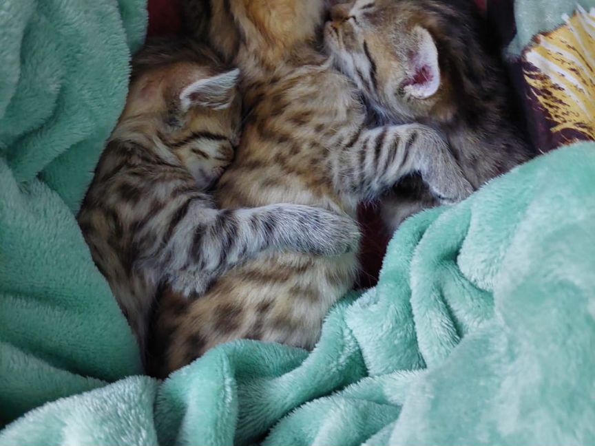 Кошка