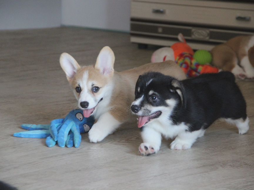 Щенки вельш корги пемброк