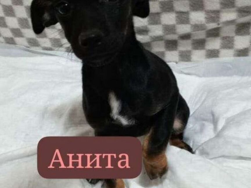 Анита, щен