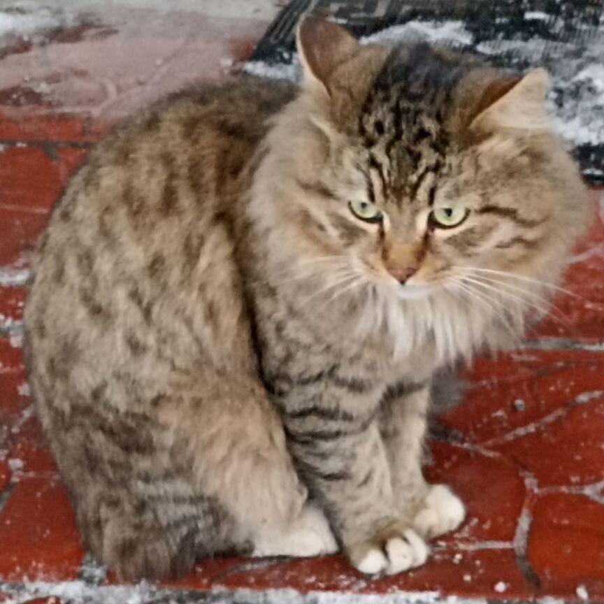 Сибирский, взрослый кот
