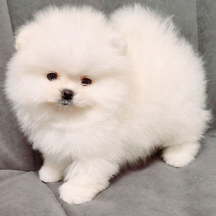 Померанский шпиц, щенок