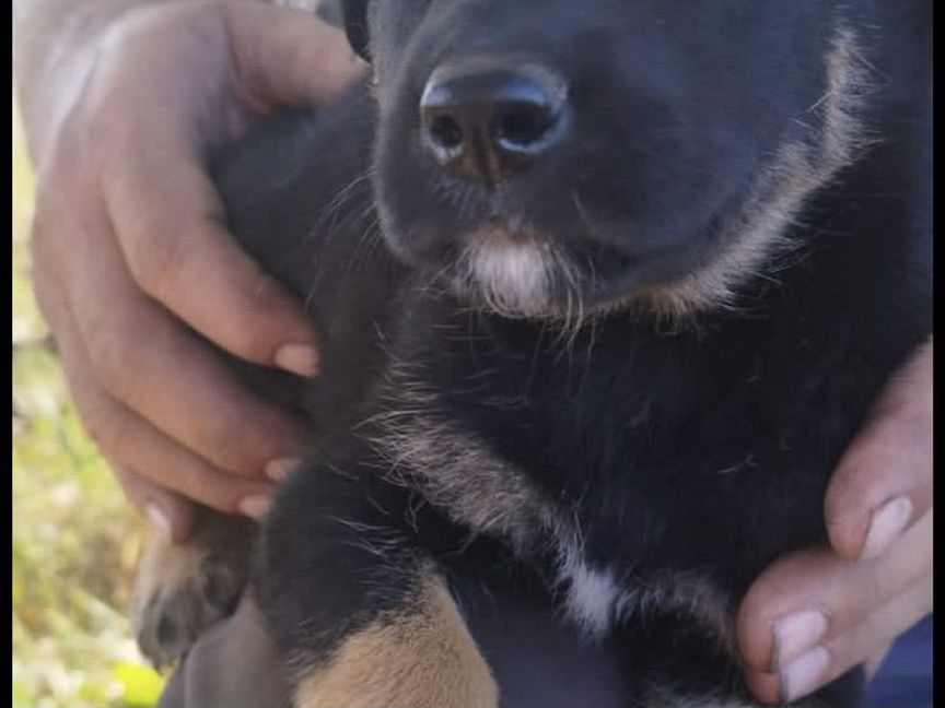 Щенок в добрые руки